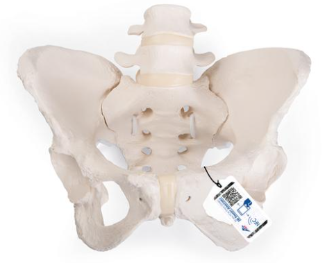 Maqueta de pelvis femenina flexible - 3B Smart Anatomy 3B Scientific ...